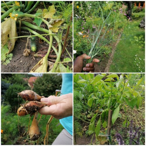 Authentic German Dill Pickles Recipe (Gewürzgurken) - Ester kocht